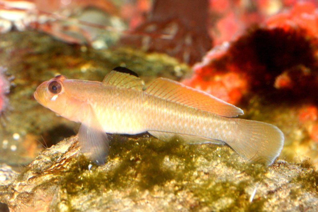 Actinopterygii – The Dallas World Aquarium