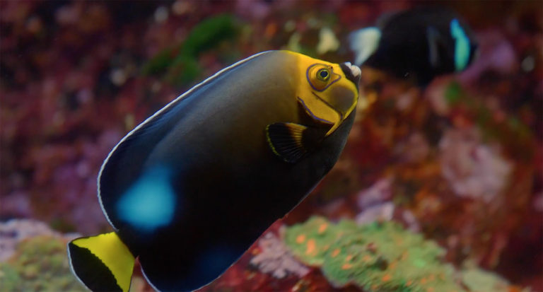 fish-cover – The Dallas World Aquarium