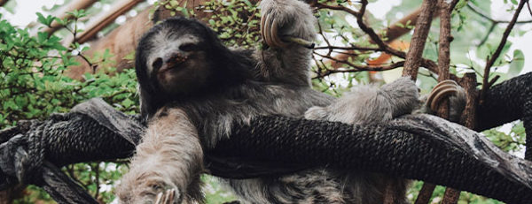 dwa-sloth – The Dallas World Aquarium
